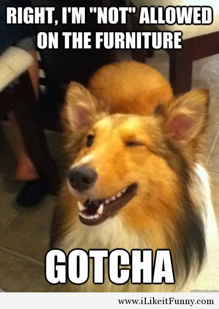Funny Lassie Quotes Image Quotes At